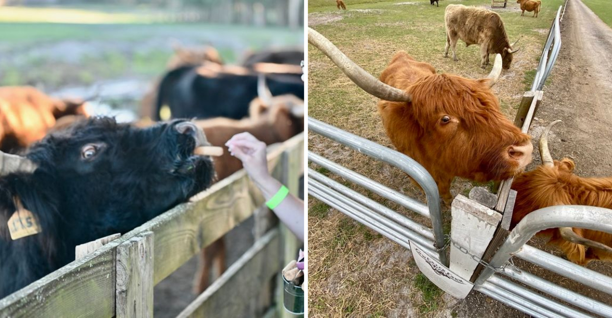 Scottish highland cows with hair like stuffed animals are hiding on ...