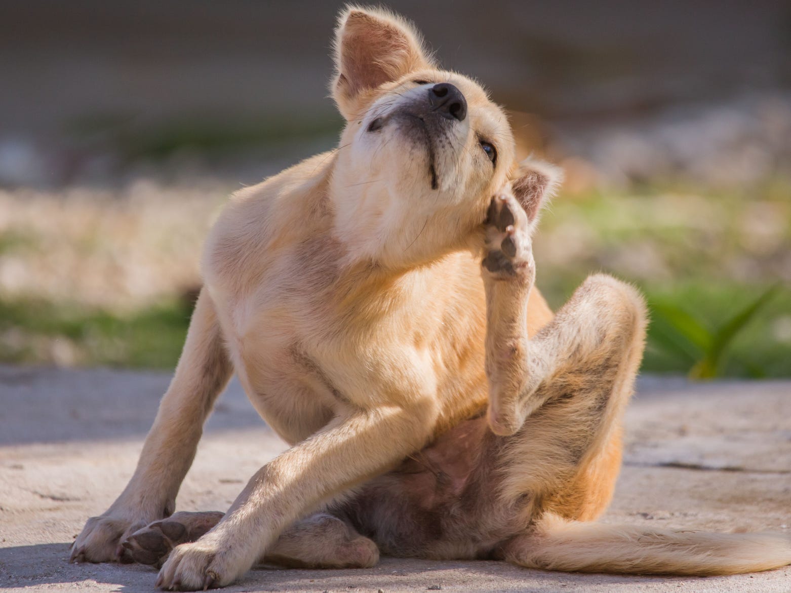 4 signs that your dog has fleas and how to get rid of them