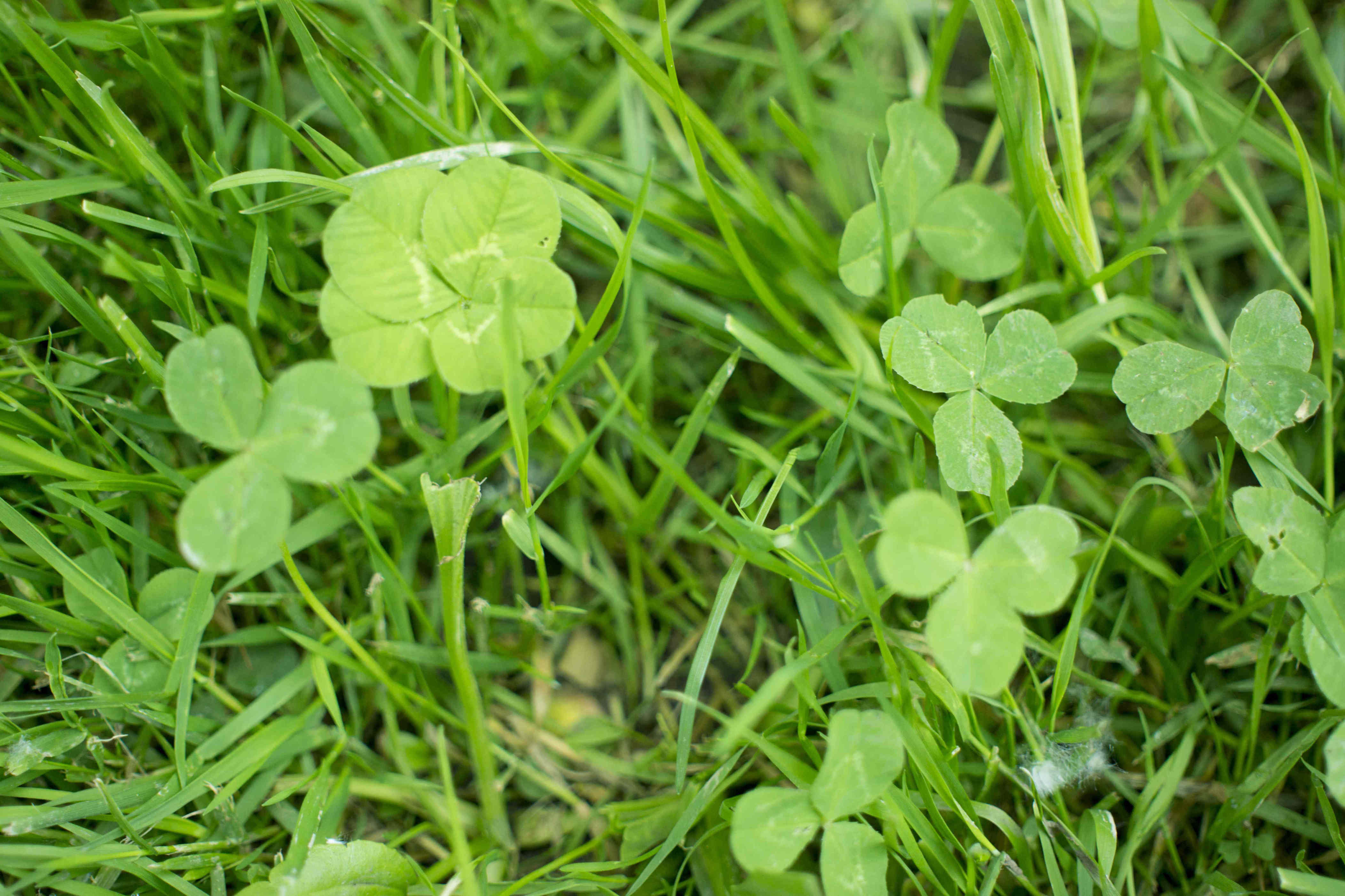 How to get rid of clover in your lawn without killing your grass