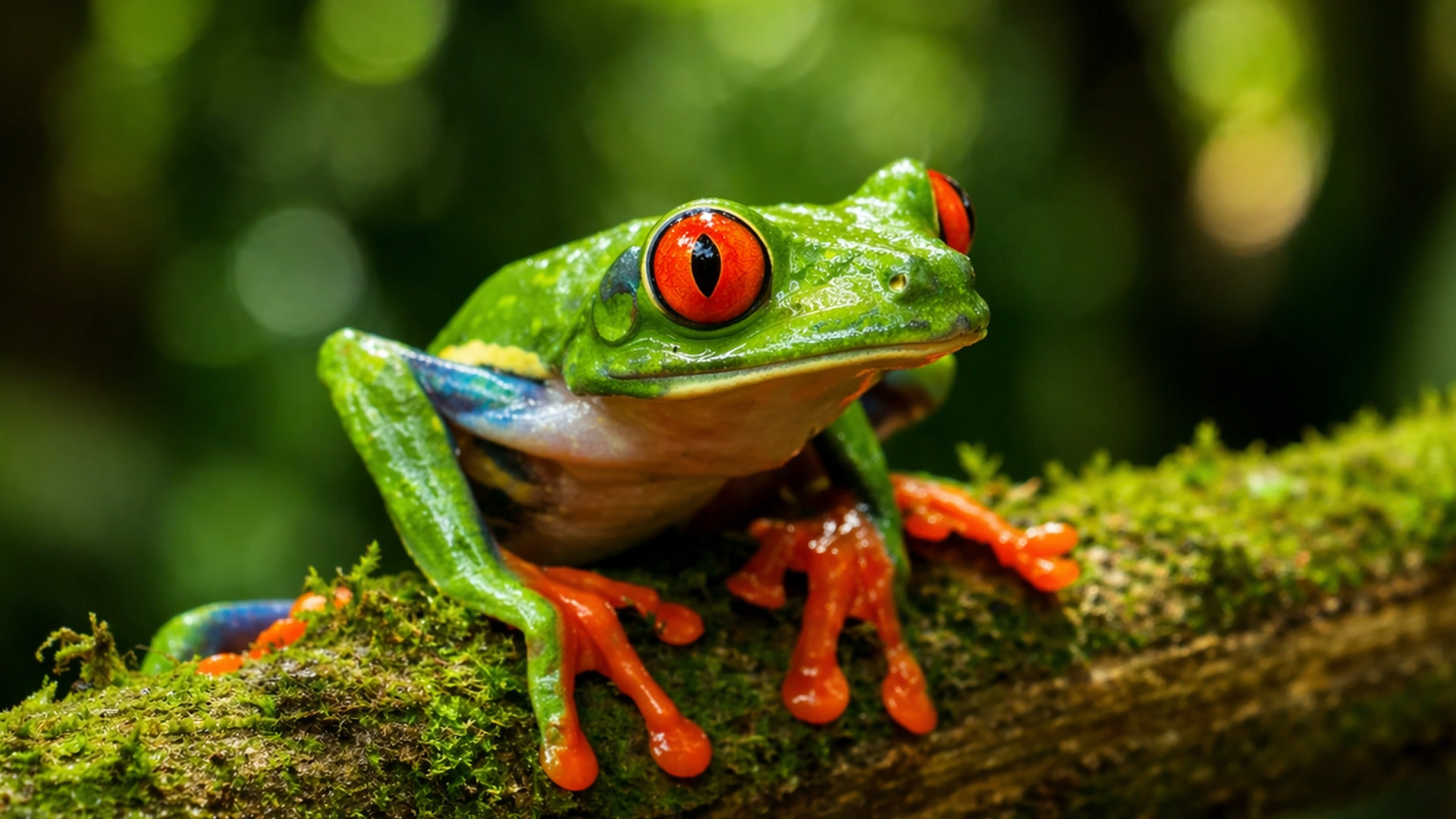 Is this frog dangerous or harmless?