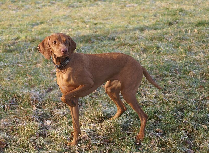 15 powerful hunting dogs that rival the famous Labrador