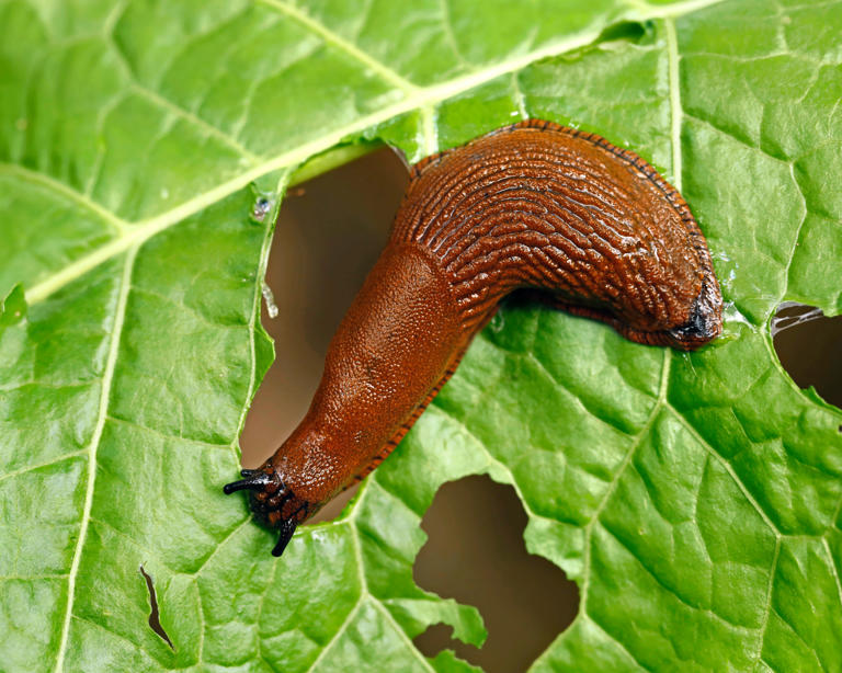 6 weird slug hacks gardeners swear by – and which ones actually work