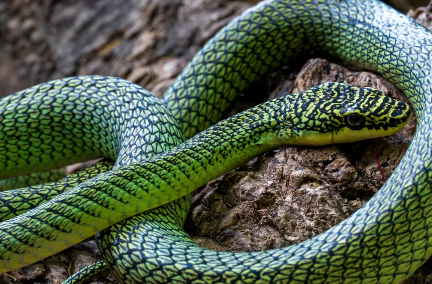 Víbora-de-fosseta, cobra-voadora e lagartixas entre as novas espécies ...