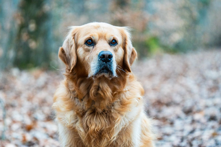5 dog breeds that seem to love women more than men