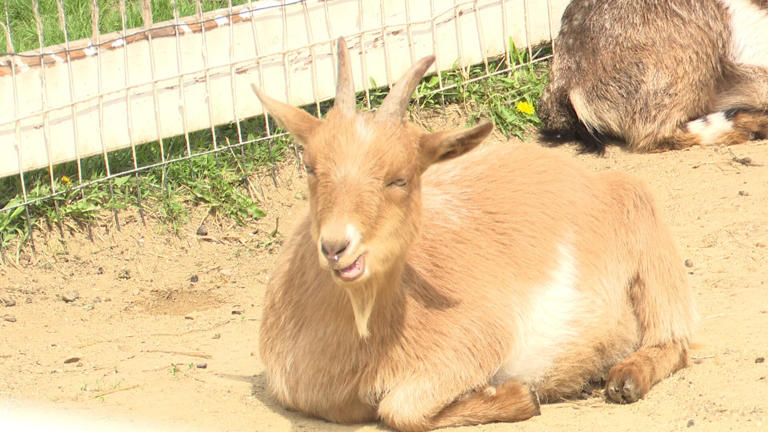 Miniature goat hikes in Pecatonica offer exciting way to connect with ...