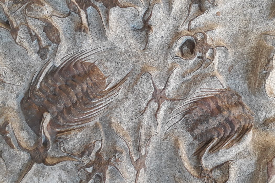 Enfermedades del pasado: trilobites heridos, dinosaurios cojos y otros ...