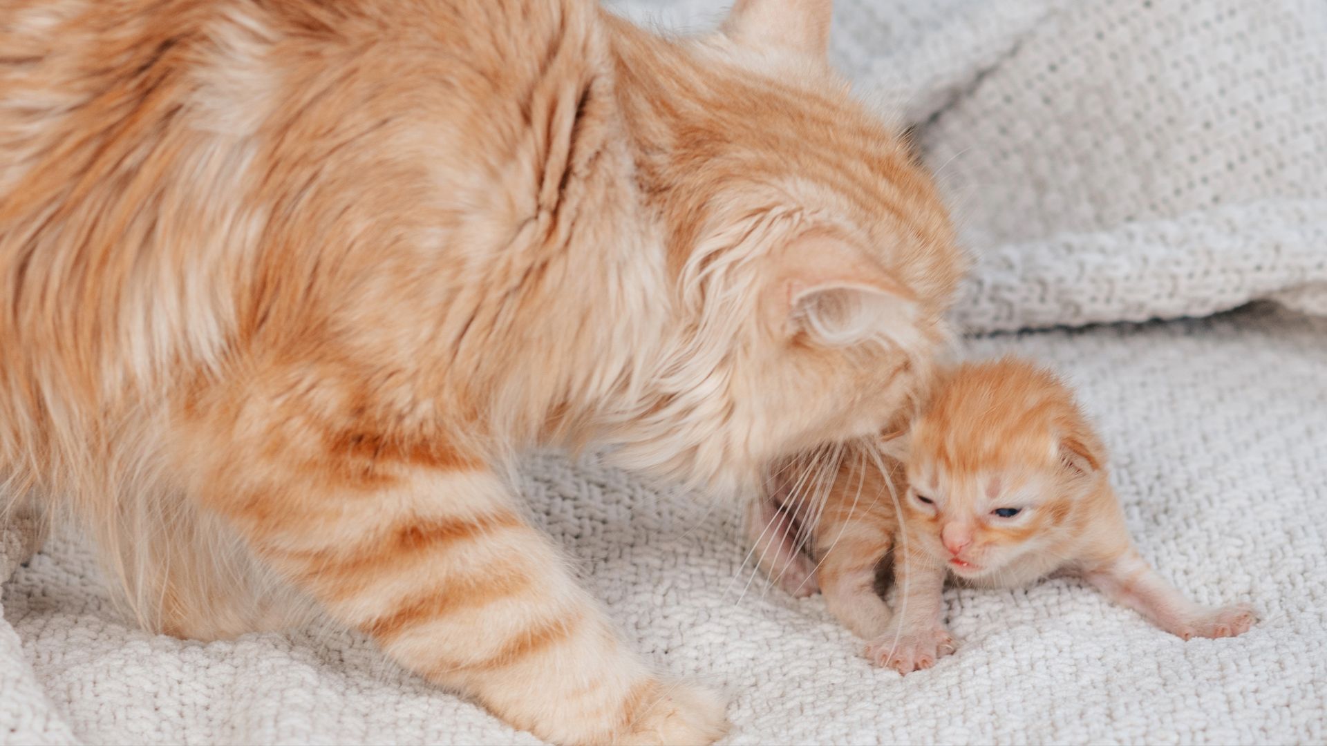 Fascinating facts about kittens