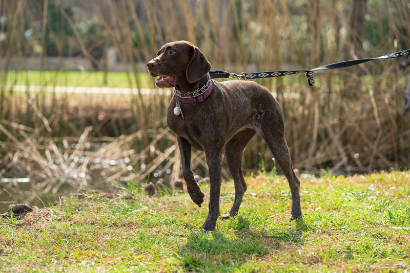 15 powerful hunting dogs that rival the famous Labrador