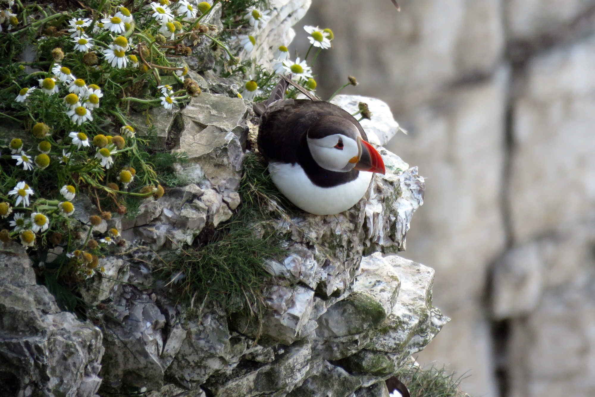 Puffin Day: 17 things you never knew about these adorable birds