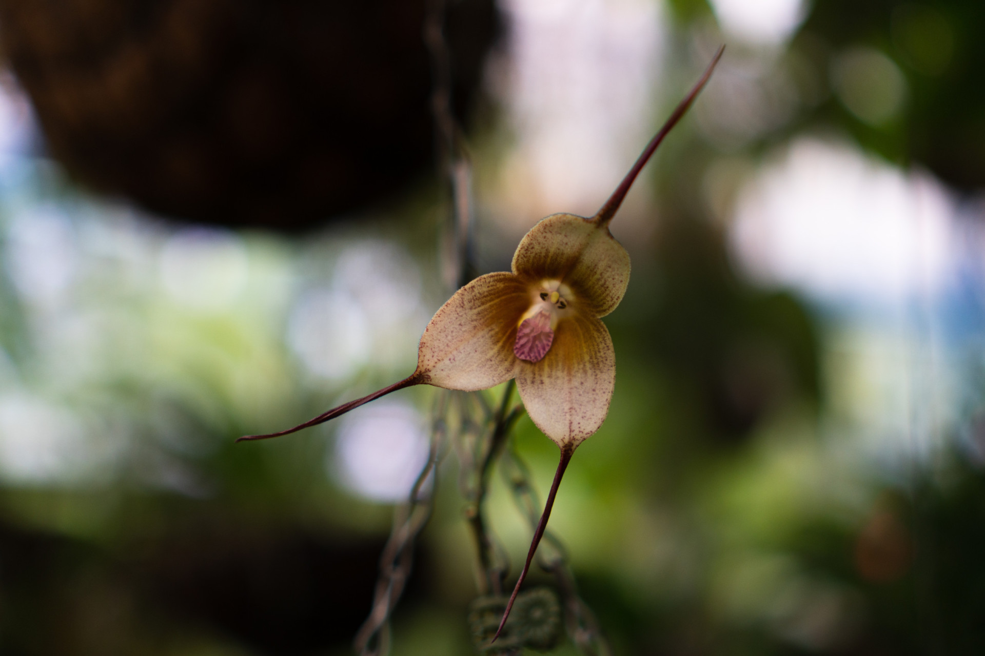 Unique plants that look like animals