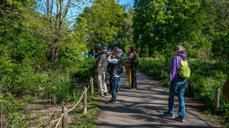 Chicago's 'Magic Hedge' is found at a Lake Michigan bird sanctuary with ...