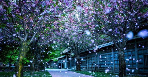 This hidden park near Toronto is a cherry blossom oasis with Japanese ...