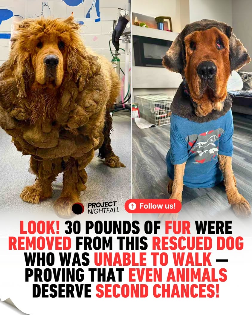 Unspeakable neglect: Dog freed from 32-pound fur prison!