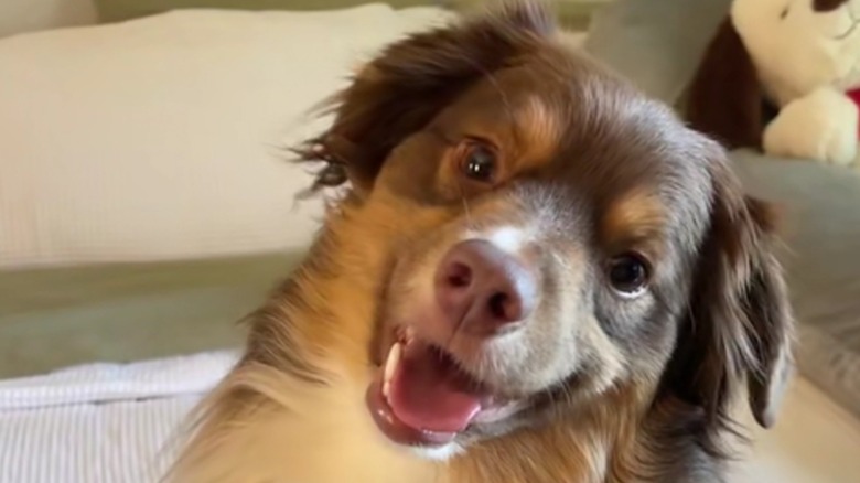Mini Australian shepherd gets turned into a pretty princess by toddler ...