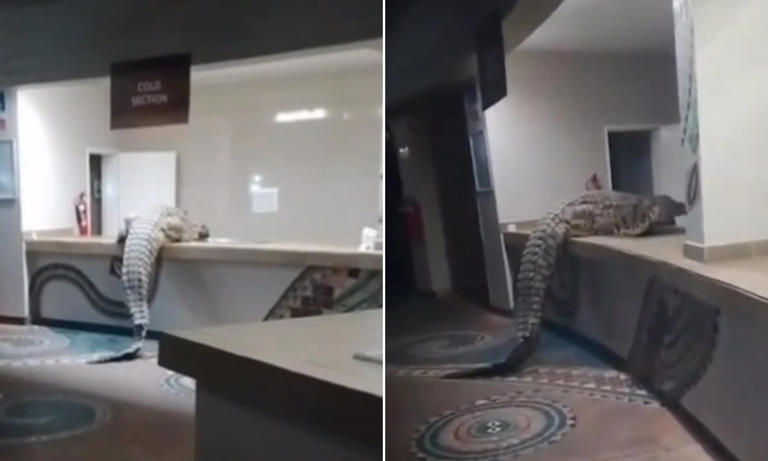 Moment enormous crocodile crawls into luxury hotel and leaps over ...