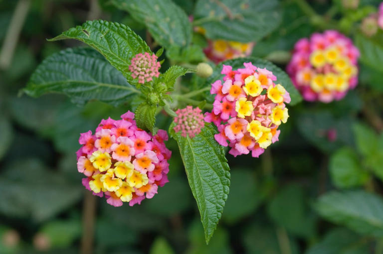 7 hard-to-kill plants that thrive in heat, drought, and poor soil