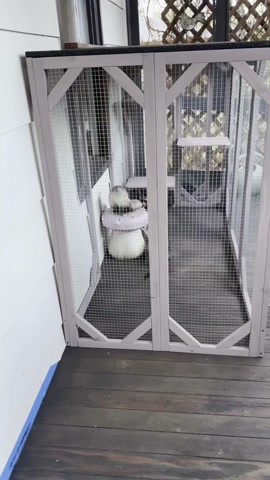 Pet ferrets are excited to test out their new patio space for the first ...