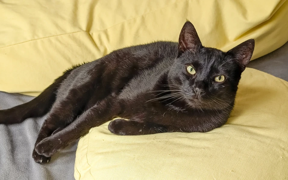 Finding your perfect cat match