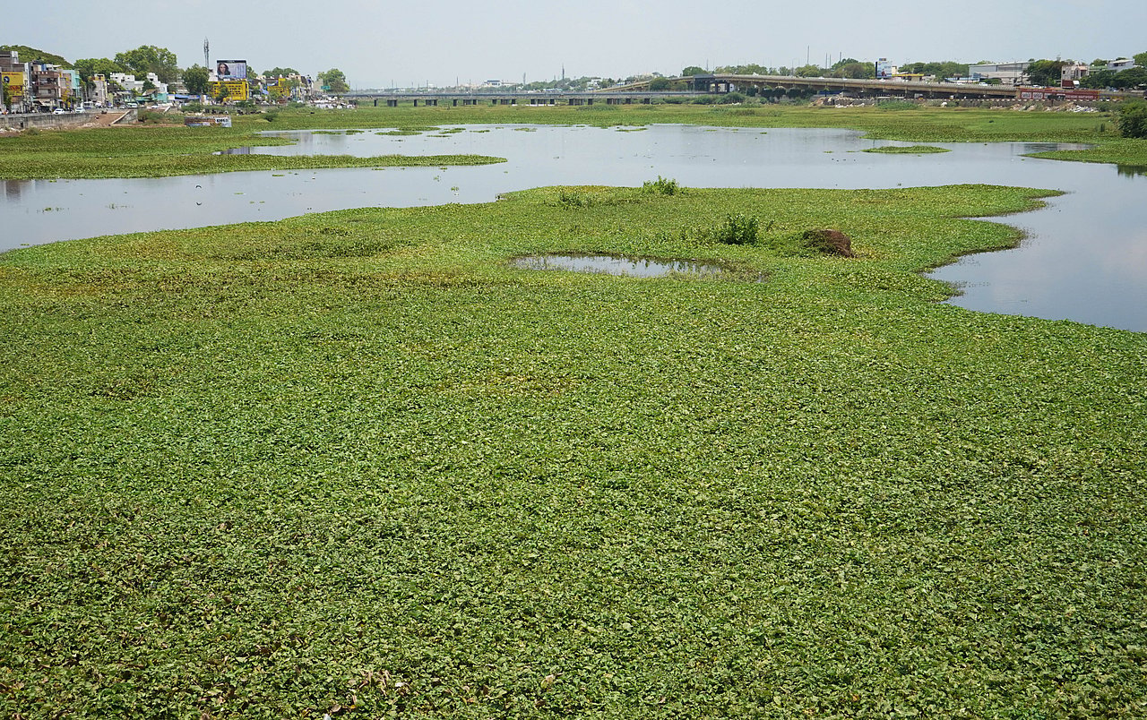 Azhagar Vaigai entry: Unchecked growth of invasive vegetation poses ...