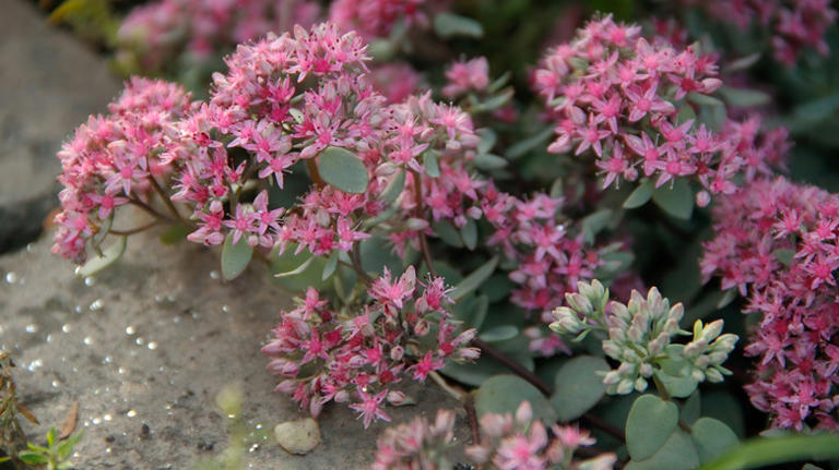 Plant this succulent for a pretty ground cover that butterflies will ...
