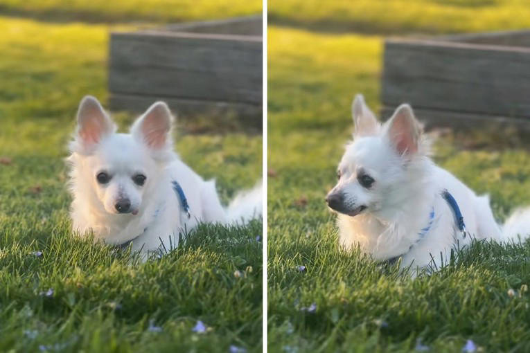 Rescue organization saved an 11-year-old chihuahua whose owners wanted ...