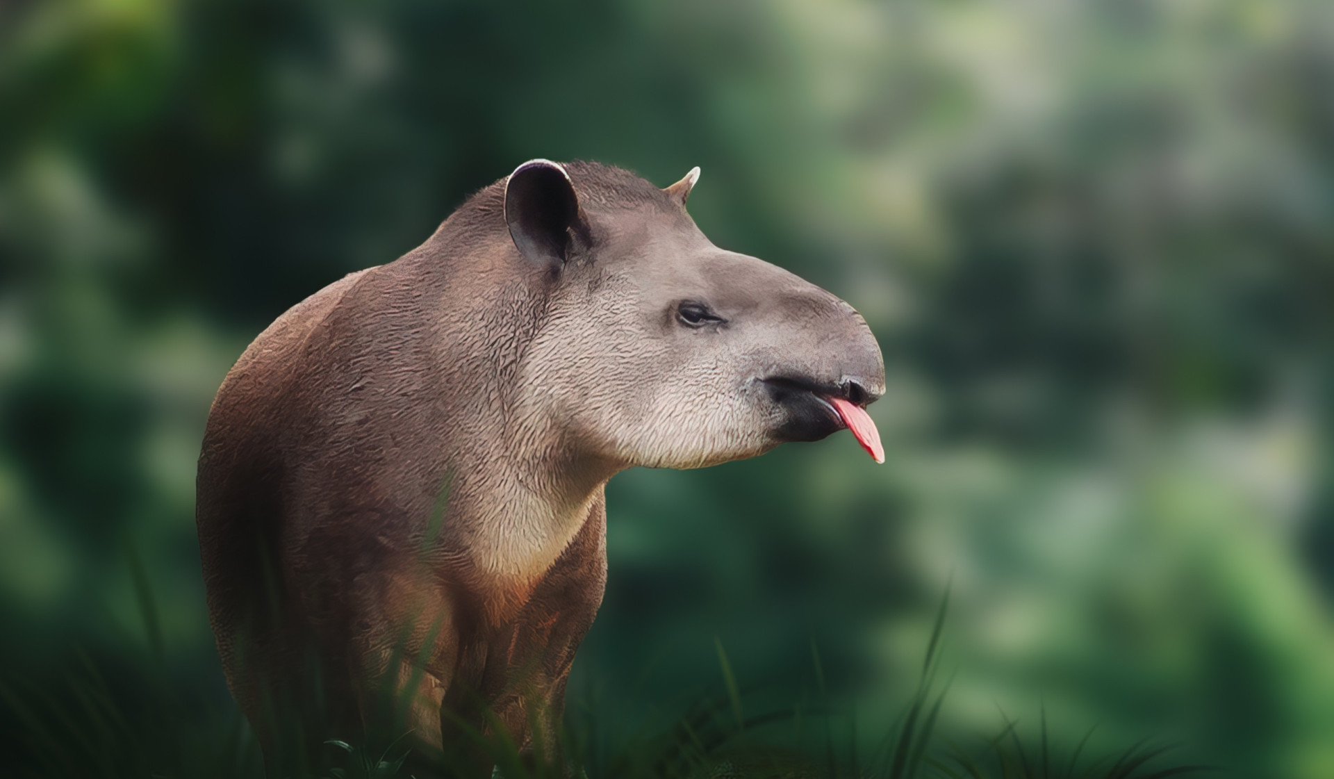 Tapir trivia: Fun and fascinating facts about these unique creatures