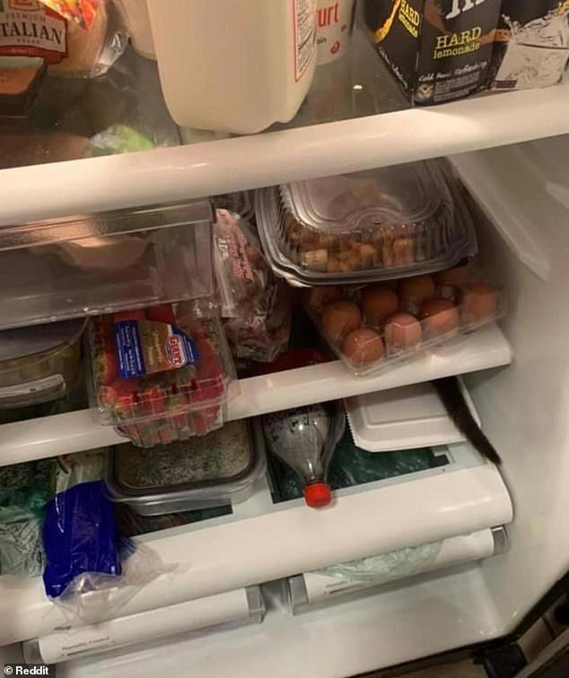 Photo of a cat hiding in a fridge puzzles people - can you spot the ...