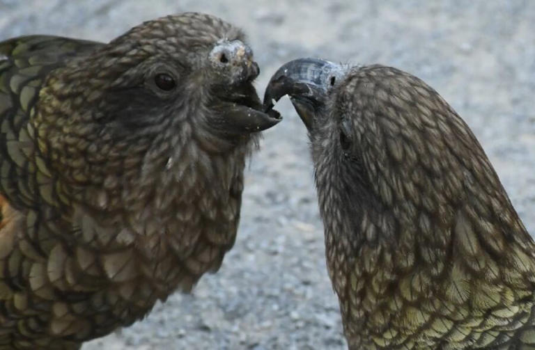 Bruce tops flock with lower beak attacks