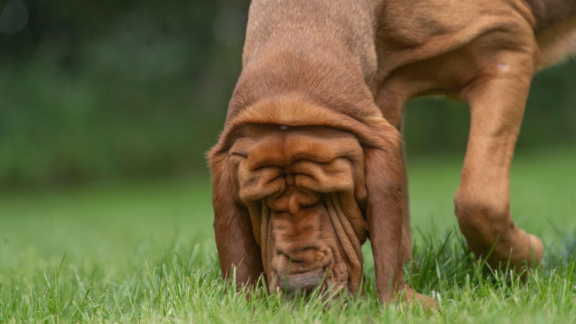 Fun facts about bloodhounds