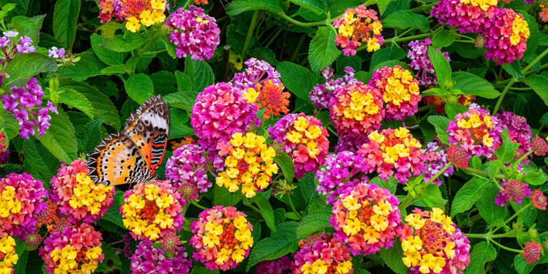 7 hard-to-kill plants that thrive in heat, drought, and poor soil