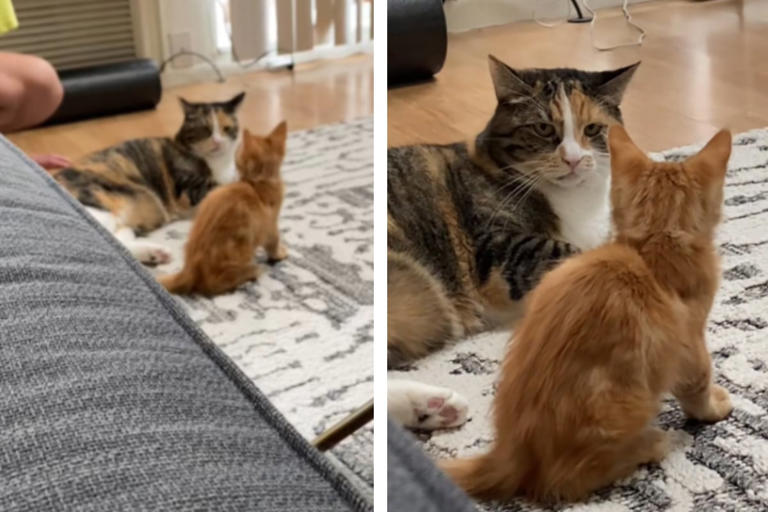 Cat is hilariously horrified by new kitten brother: "Female rage"