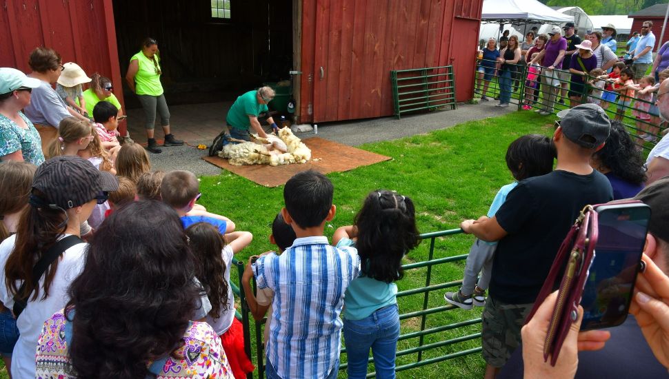 Ever seen a sheep sheared? Here’s your chance at Springton Manor Farm