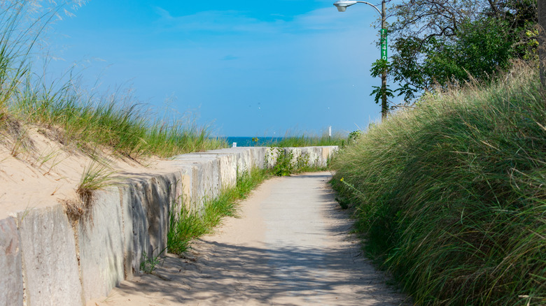 Chicago's 'Magic Hedge' is found at a Lake Michigan bird sanctuary with ...