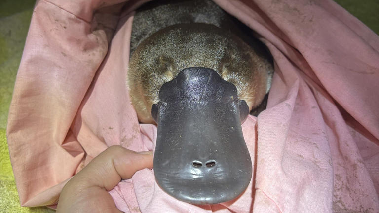 Platypuses need threatened species recognition in NSW, researcher says