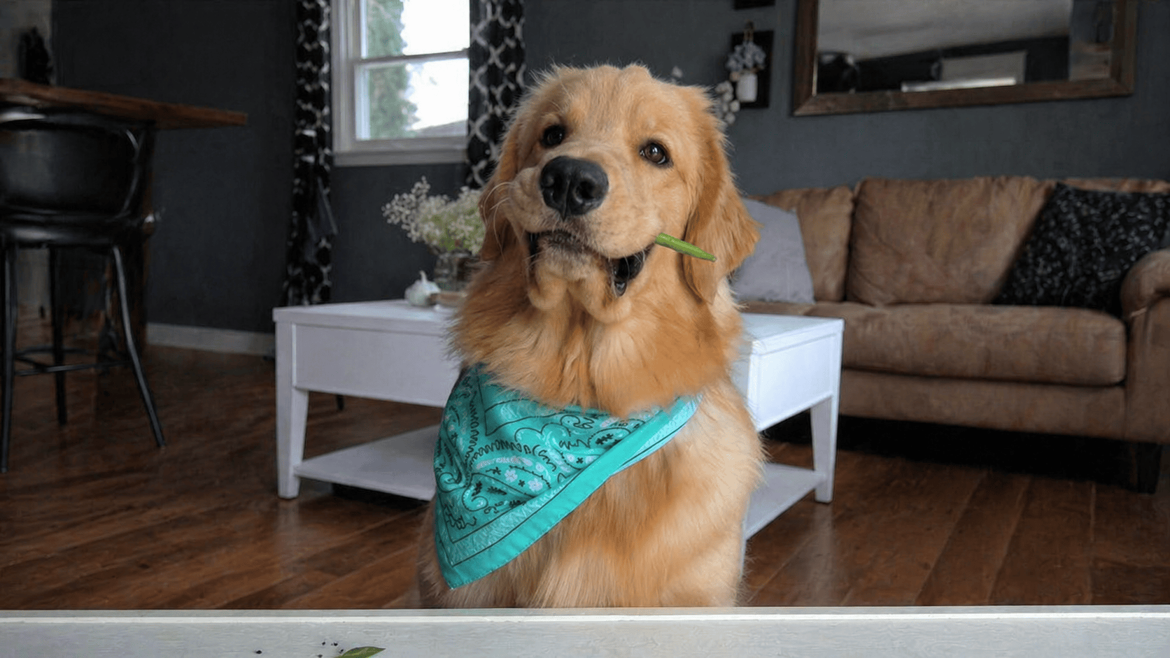 I let my dog decide what tastes best