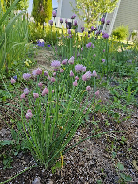 Utilizing the allium family – a.k.a. onions, chives, garlic and leeks