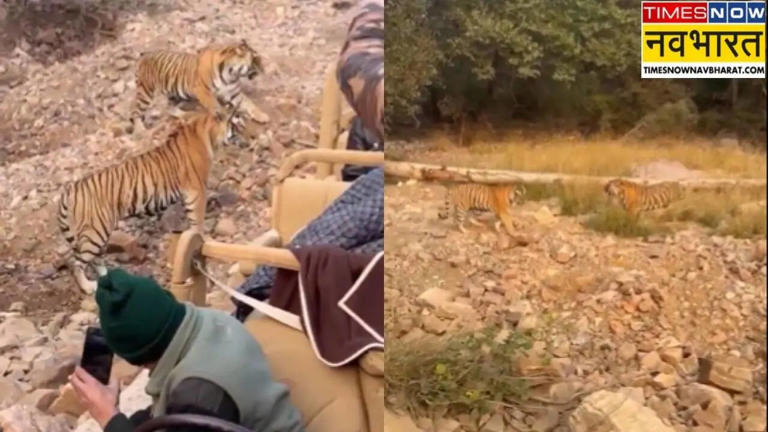 एक बार में 3000 लोग पार करते हैं सड़क, टोक्यो के इस चौराहे का Video देख ...