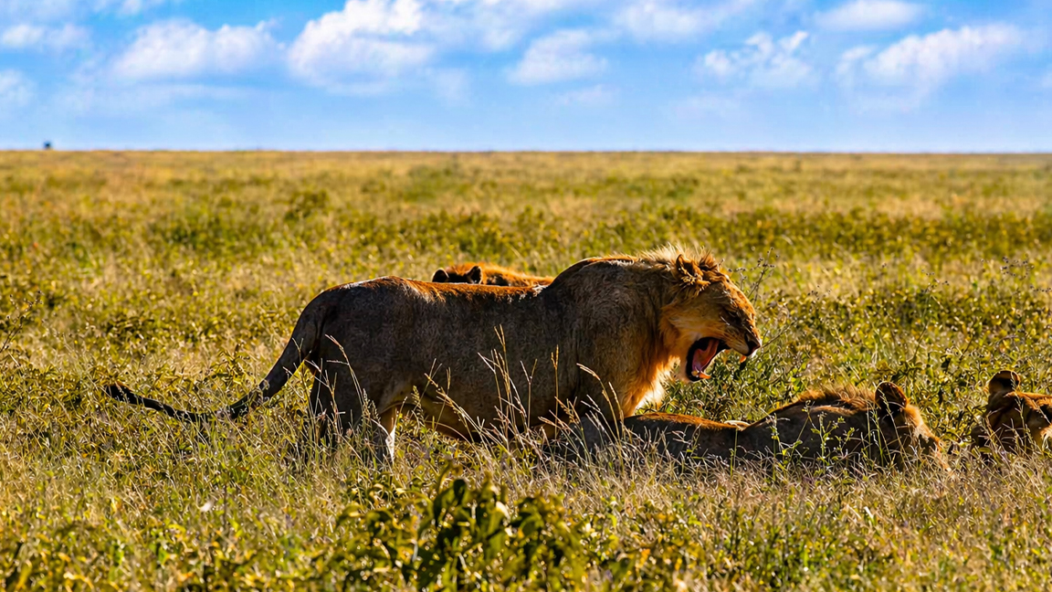 Lions in the wild displaying dominance and raw power