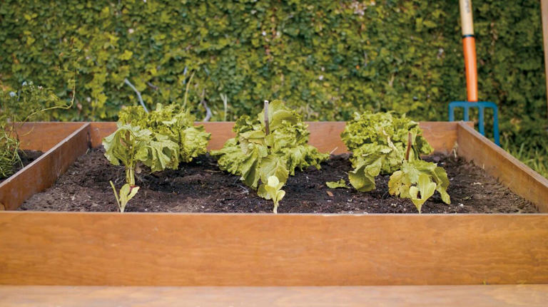 Tu propio huerto en casa; ¿cómo cultivar un olivo en el jardín o balcón ...