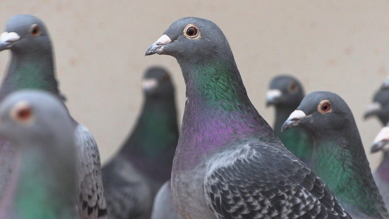The pigeon mafia: How high-priced pigeons became an organized crime ...