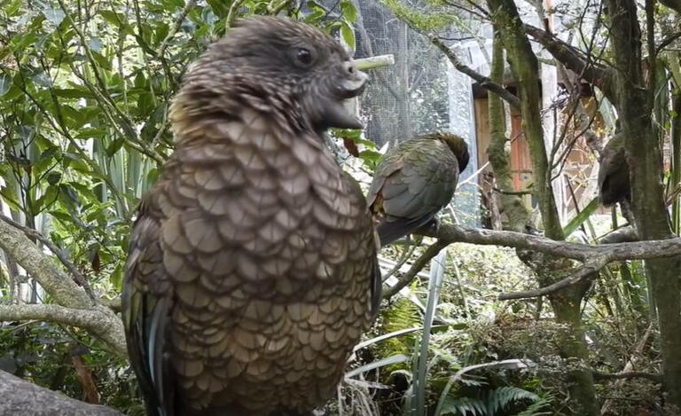 Bruce tops flock with lower beak attacks