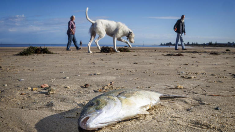 Coast clear as response to toxic algal bloom eased