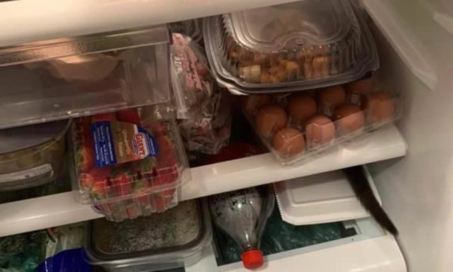 Photo of a cat hiding in a fridge puzzles people - can you spot the ...