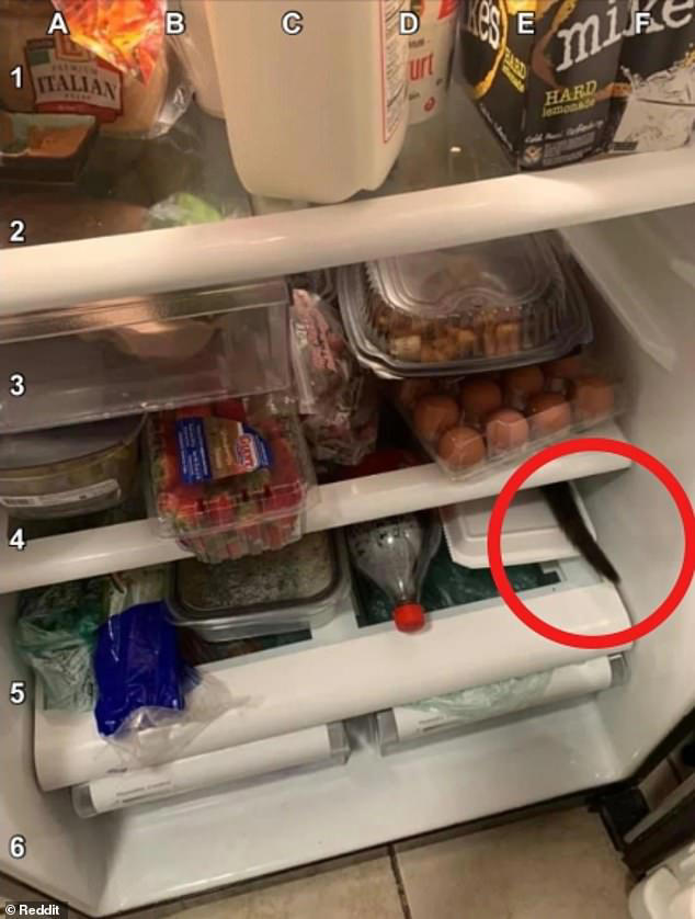 Photo of a cat hiding in a fridge puzzles people - can you spot the ...