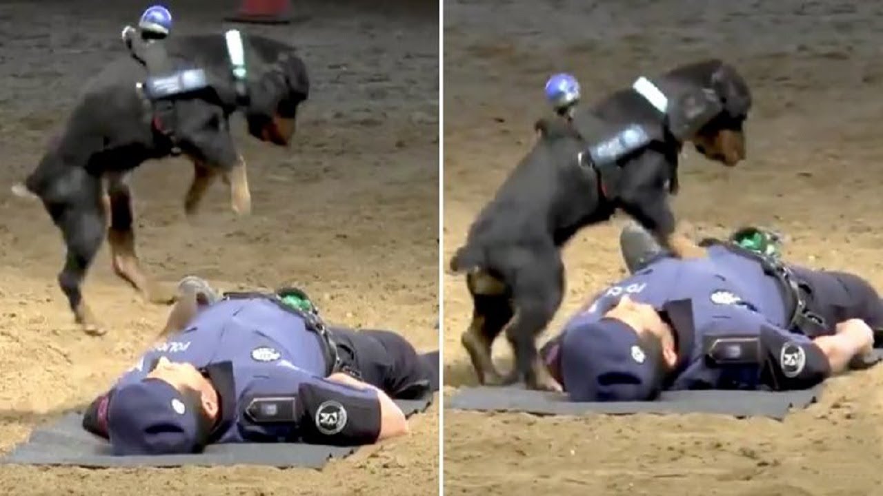 When this police officer dropped to the ground, his tiny canine partner ...