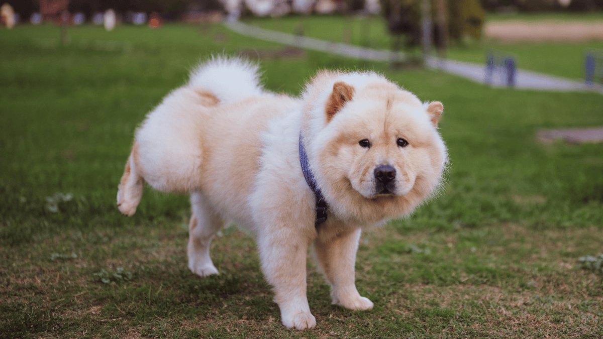 9 dog breeds that love being alone (perfect for busy owners)