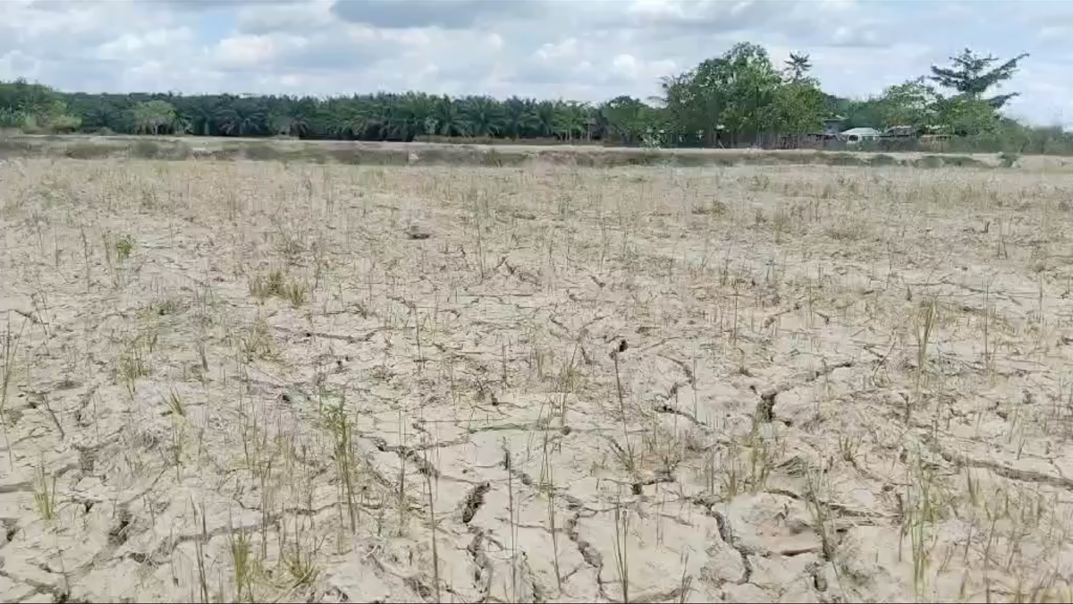 Extreme heat dries up rice fields in Mlang, Cotabato