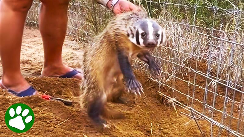 Kind man rescues terrified badger stuck in fence 👏 ️