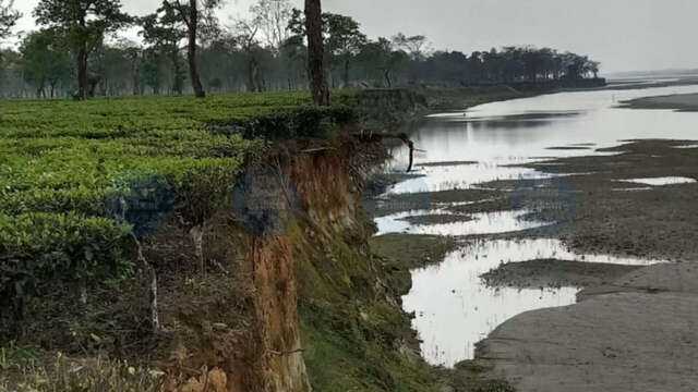 Severe erosion threatens Dighaltarang Tea Estate's future