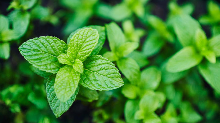 5 plants you should never grow around peppers